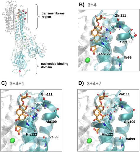 A Structural Model Of The Atpase α Subunit The Gene Region Sequenced Download Scientific