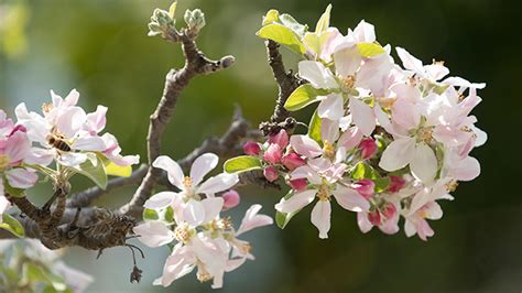 Celebrate Earth Day At Cpps Lyle Center Polycentric