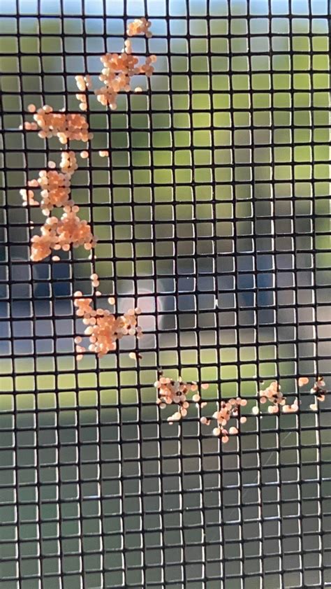 Whose Eggs Are These Rentomology