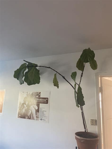 Sick Fiddle Leaf Fig R Plantclinic