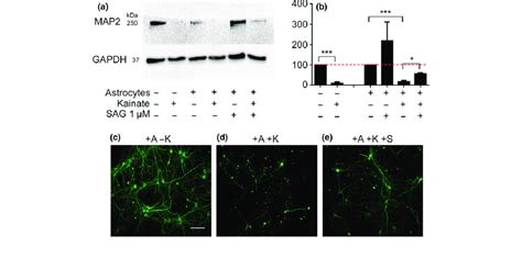 Sonic Hedgehog Shh Treated Astrocytes Delay Kainateinduced