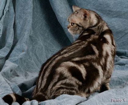 Classic Tabbies Vs Marble Bengals Bengal Cat Tabby Cat Orange