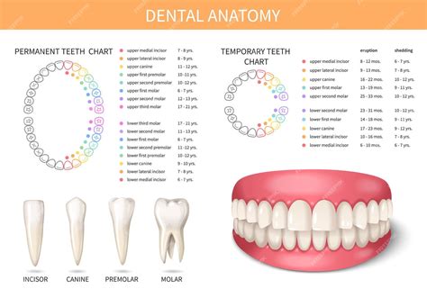 Conjunto De Anatomía De Dientes Adultos Humanos Con Ilustración De