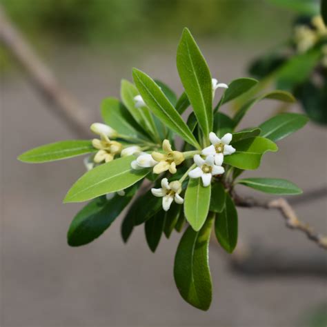 Native Plants And Pollinators How To Support Spring Wildlife Arborcare Tree Company