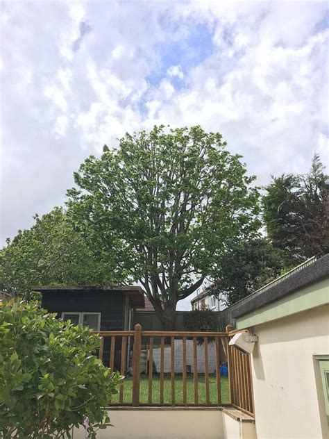 Tree Crown Reduction In Dorchester Crown Reduction In Dorchester Tree Maintenance And Surgery