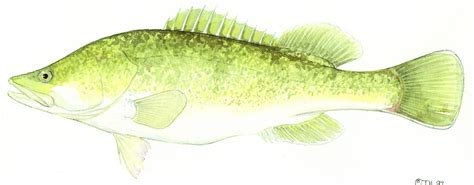 Murray Cod Jm Gillies