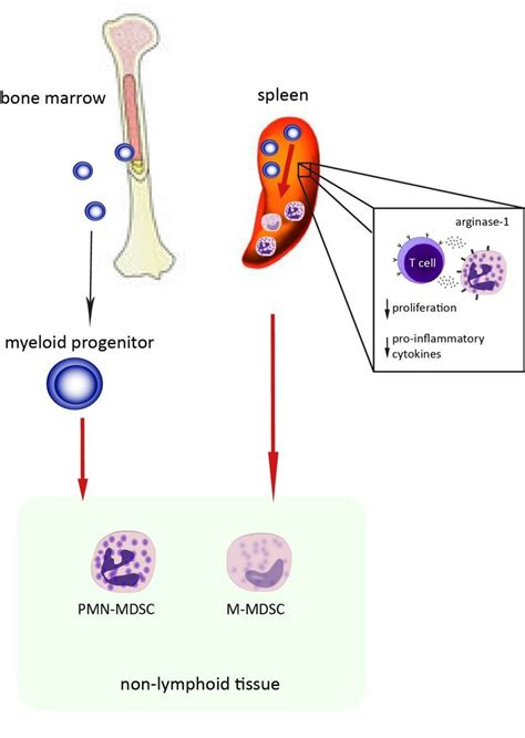1 Mdsc Differentiation During Antigen Specific Edi Mdscs In Download Scientific Diagram