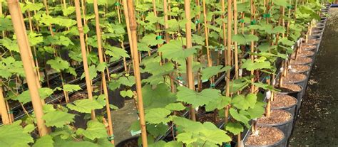 Vitis Rauscedo Produzione Barbatelle Innestate
