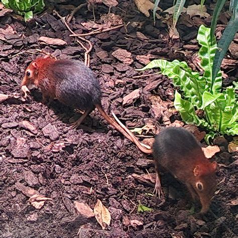 Black And Rufous Sengi