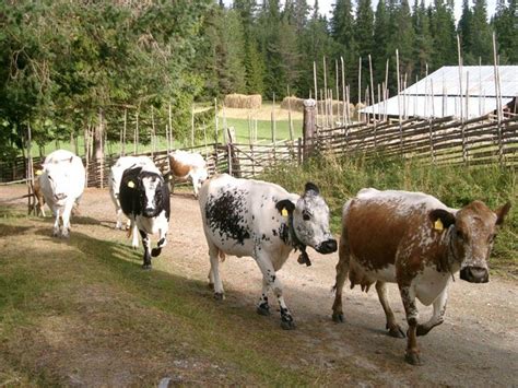 Fjäll Cattle Swedish Fjällko Commonly Known As The Swedish