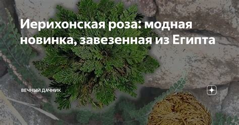 Иерихонская роза: модная новинка, завезенная из Египта | Вечный дачник ...
