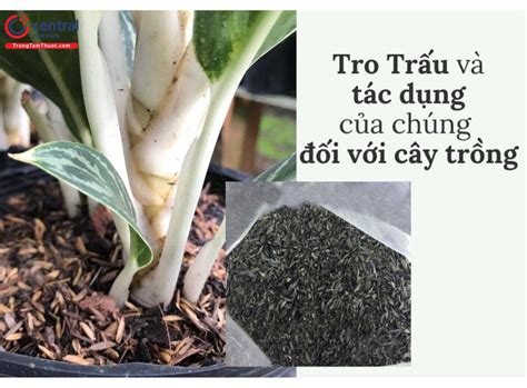 Vỏ Trấu Nuồn Nguyên Liệu Tiềm Năng Trong Y Học Công Nghiệp
