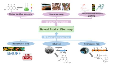 行研 人体微生物的下一座金矿—— 次级代谢物 蓝色彩虹（深圳）科技有限公司