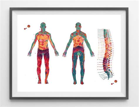 High Resolution Dermatome Map Dermatome Map