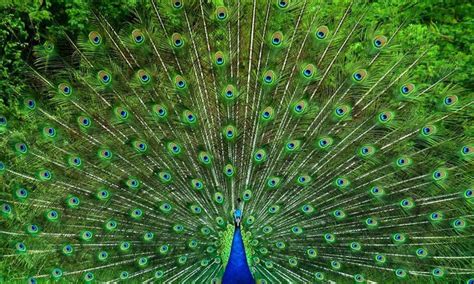 Stunning Collection Of Beautiful Birds Images In Full 4K Over 999