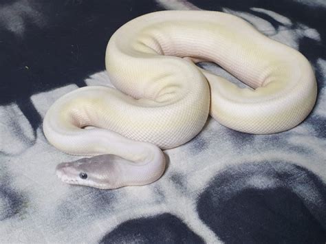 Blue Eyed Leucistic Super Mojave Ball Python By Mama Medusa Morphmarket