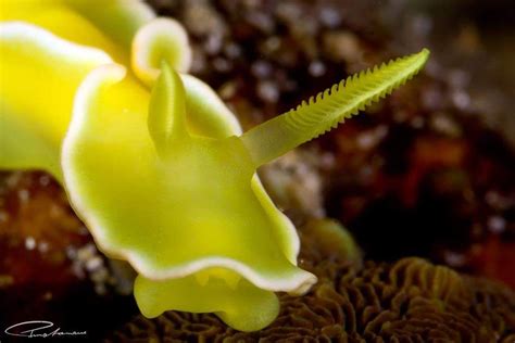 Nudibranch Snails And Slugs At Bill Hass Blog