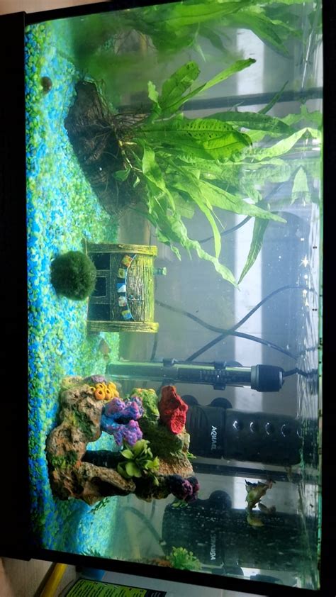 Listened To The Advice Bought A Plant And Got Rid Off The Spongebob