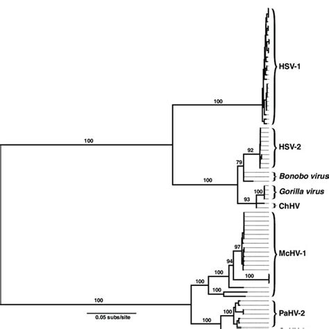Maximum Likelihood Phylogenetic Tree Of Cercopithecidae And Homininae Download Scientific
