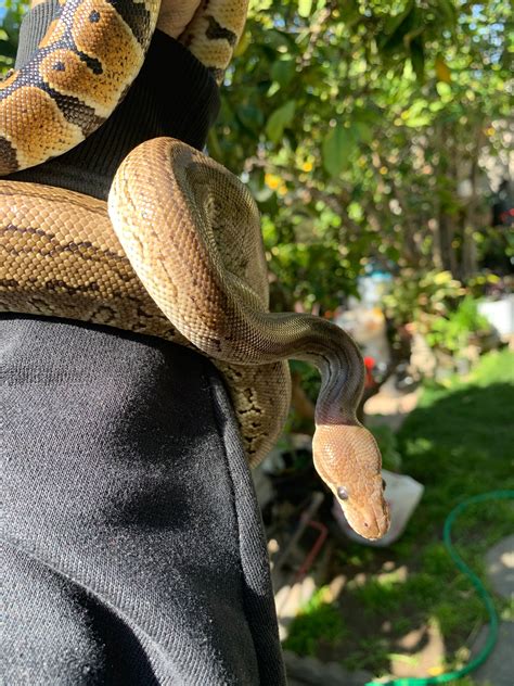 Help Identifying 34 By Saulcuevas92 Ball Pythons Morphmarket Reptile Community