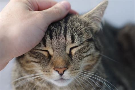 Why Does My Cat Not Like To Be Held