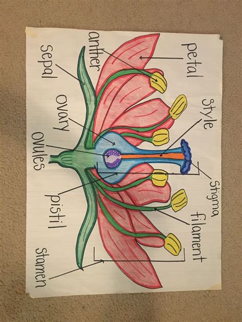 Parts Of A Flower Parts Of A Flower Flower Science Biology Projects