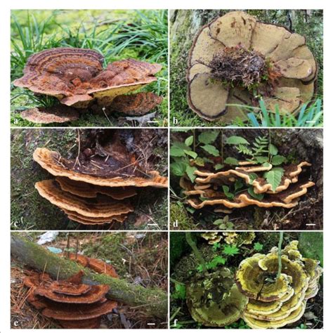 Figure Basidiocarps Of Phaeolus Asiae Orientalis Ab Dai Iiiii