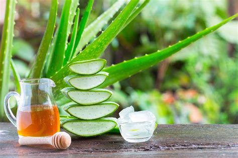 Los 8 Beneficios Que Harán Del Aloe Vera Tu Planta Medicinal Preferida