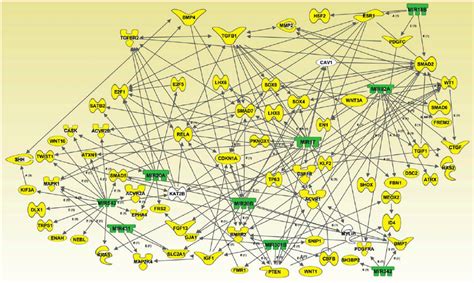 Computational Gene Interaction Predictions Gene Network With Micrornas
