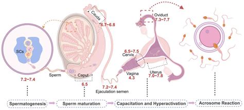 Ph Homeodynamics And Male Fertility A Coordinated Regulation Of Acid Based Balance During Sperm