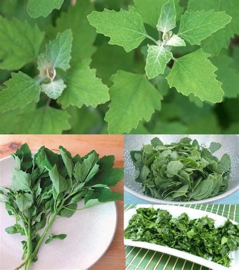 Lambs Quarters And The Superfood Benefits Of Wild Spinach