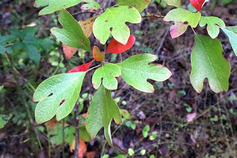Sassafras Tree Sassafras Albidum Footsteps In The Forest Sassafras Tree Sassafras Albidum Footsteps In The Forest
