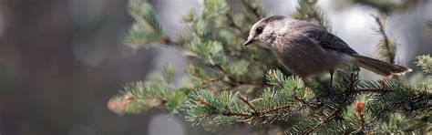 Tree Cutting Permit Application Alberta Parks