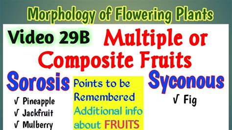 Multiple Fruits Sorosis And Syconus Composite Fruits And Its Types
