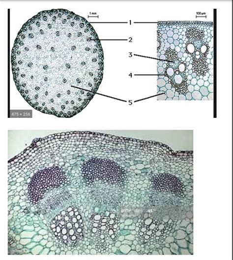 Solved 1 Mm 100 3 2 5 475 256 Roots Monocot Root Epidermis