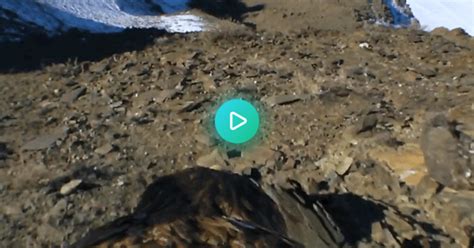 Eagle Vs Fox Album On Imgur