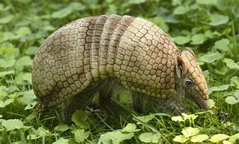 Southern Three Banded Armadillo