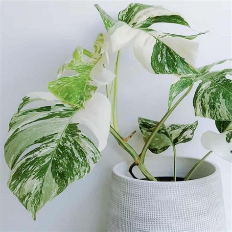 10 Rare Indoor Plants Cheeky Plant Co