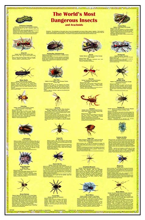 Spider Discover 15 Spider Killer Ideas On This Pinterest Board