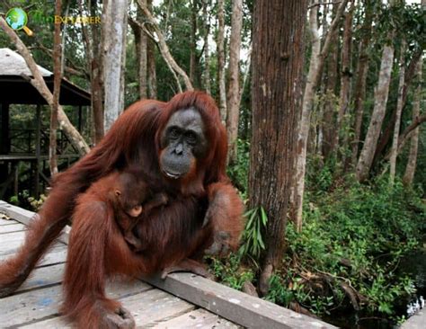 Bornean Orangutan Characteristics Pongo Pygmaeus Diet Facts