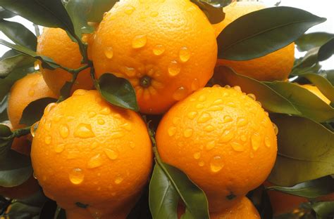 Tangerine Citrus Reticulata Interstellar Blends Activate Your Super Powers