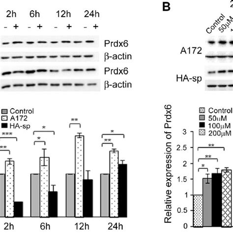 Effect Of Oxidative Stress On Gfap Expression A Expression Of Gfap Download Scientific