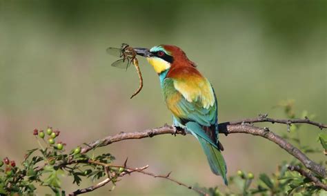 Bee Eater Bird Facts A Z Animals