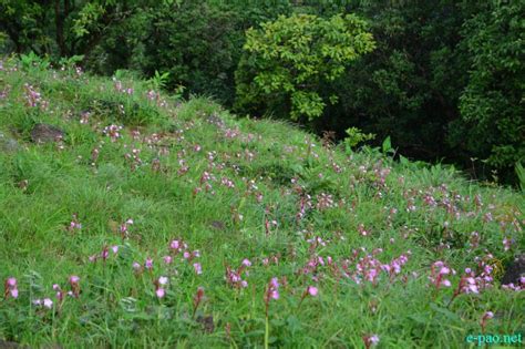 Singcha Wuya Won Is A Pink Flower At Shingcha Village Kamjong District