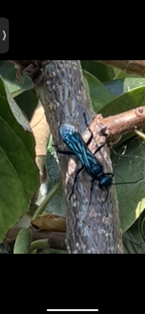Blue Mud Wasp R Insects