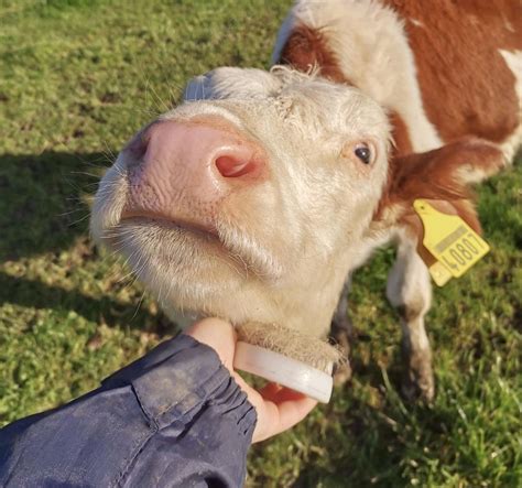 Ginger Enjoying A Few Brushes And A Few Other Pictures Of Her Shes