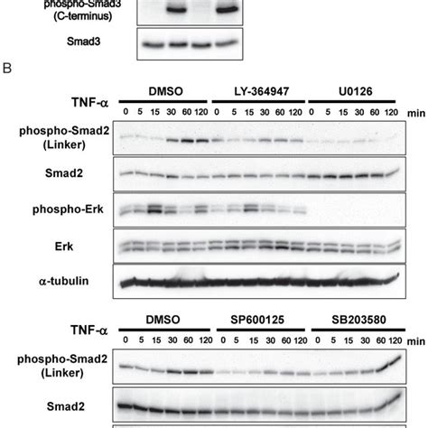 A A549 Cells Were Stimulated With Tgf β1 And Or Tnf α For 60 Min And Download Scientific