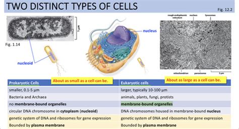 Cell Bio Exam 1 Flashcards Quizlet