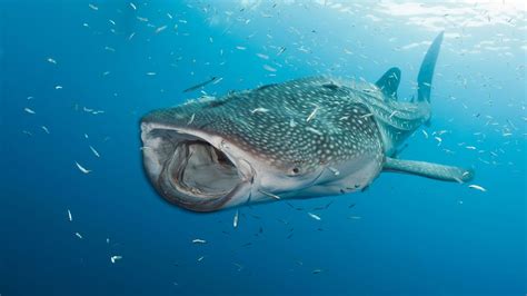 Were Whale Sharks Are