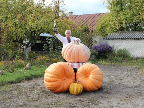 Для молодих сходів приморозок смертельний як отримати рекордний урожай гарбузів Читайте на Ukr Net